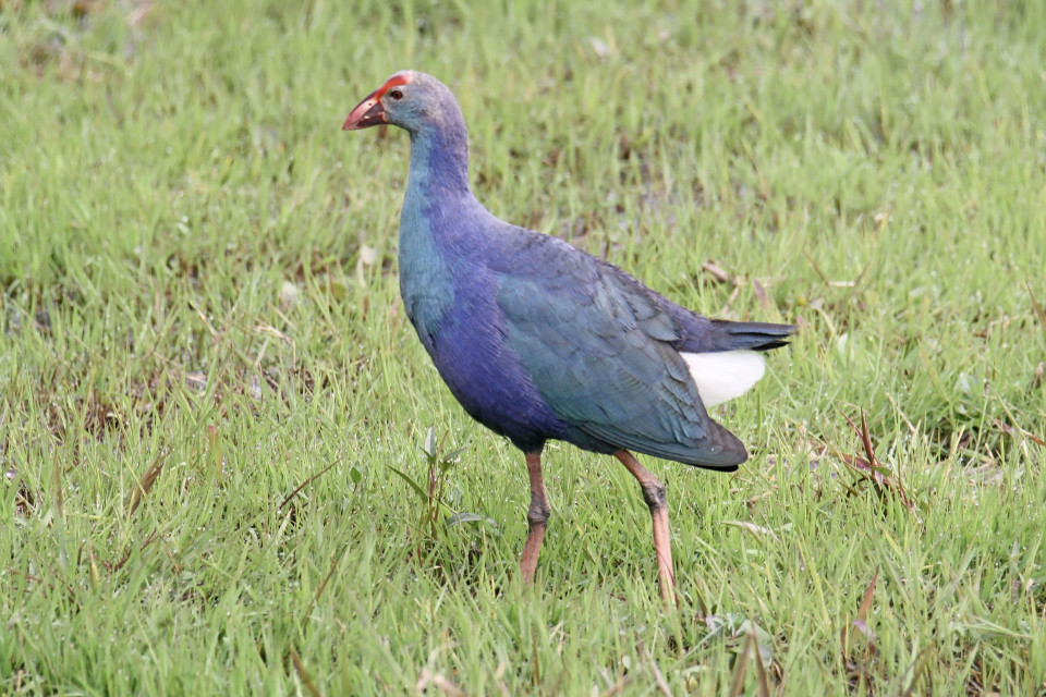 Morguefile.com free photographs for commercial use.